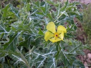 CHICALOTE (Planta) | Caracteristicas, cuidados, cultivo y riego