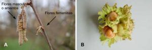 AVELLANO (árbol) | Caracteristicas, cuidados, cultivo y riego