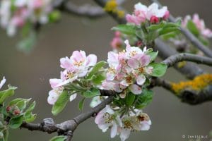 MANZANO (árbol) | Caracteristicas, cuidados, cultivo y riego