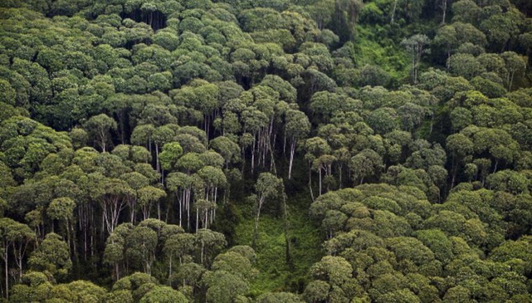 BOSQUE | Qué es, ejemplos, características, clima, flora y fauna