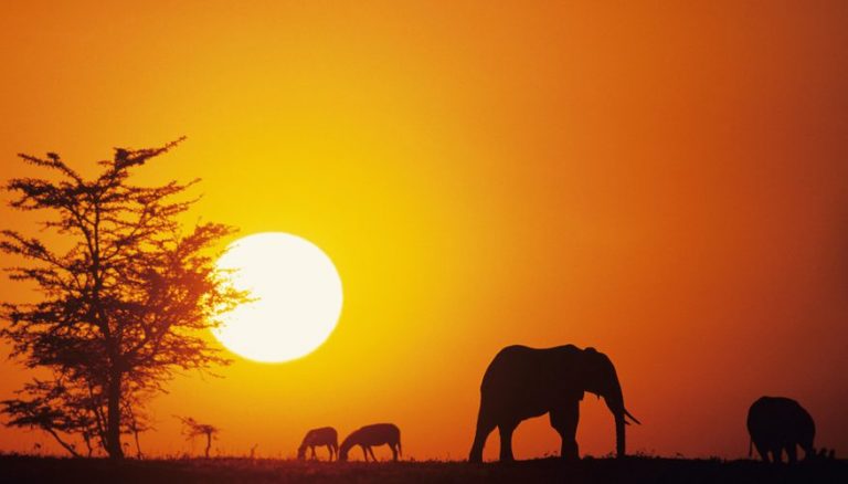 SABANA | Qué es, ejemplos, características, clima, flora y fauna