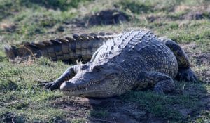 COCODRILO | Caracteristicas, especies, hábitat y alimentación!