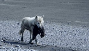 LOBO (animal) | Caracteristicas, especies, hábitat y alimentación!