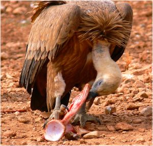 BUITRE | Características, especies, habitat y alimentación