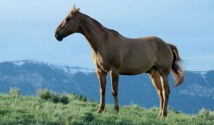 CABALLO | Características, especies, habitat y alimentación