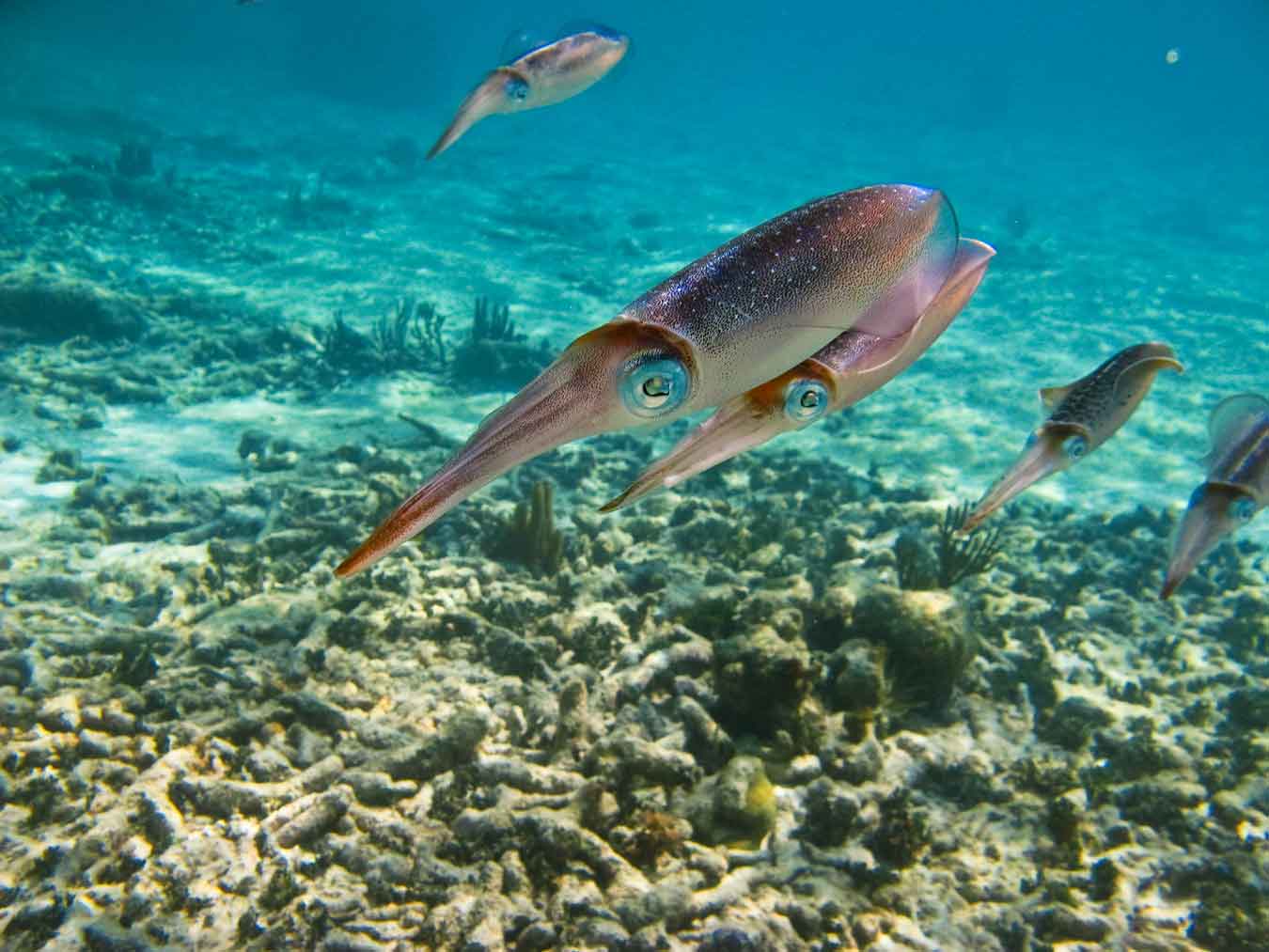 CALAMAR (animal) | Características, especies, habitat y alimentación