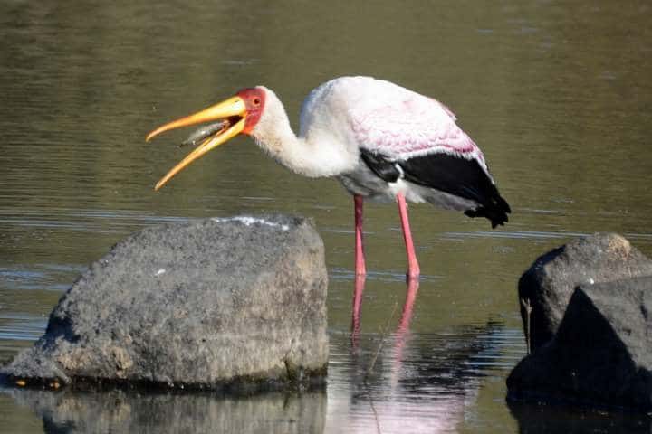 CIGÜEÑA | Características, hábitat, alimentación y especies