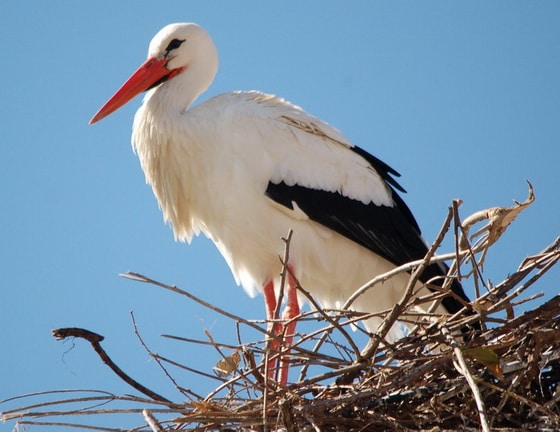 CIGÜEÑA | Características, hábitat, alimentación y especies