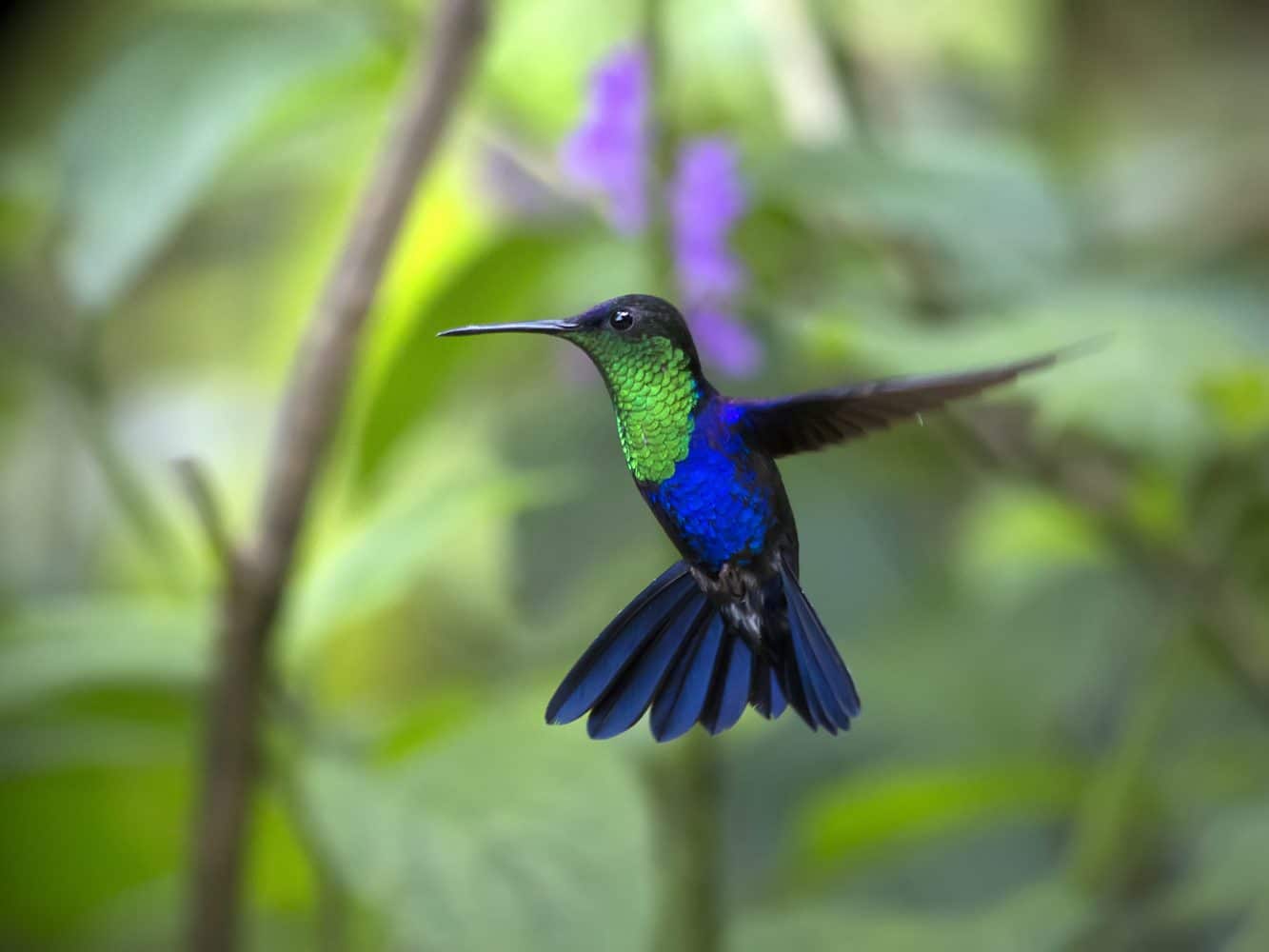 COLIBRÍ (ave) | Características, especies, hábitat y muchas curiosidades!