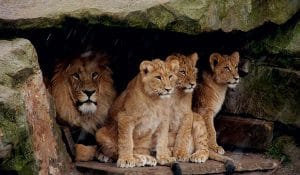 LEÓN (animal) | Caracteristicas, especies, hábitat y alimentación!
