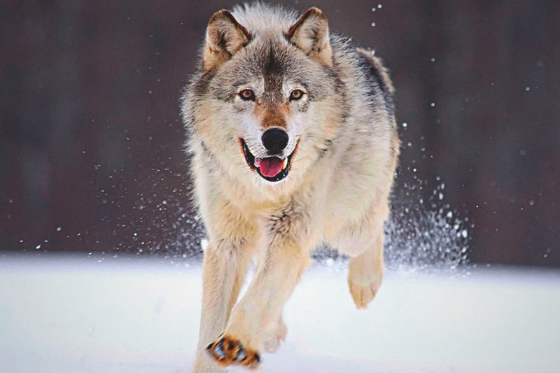 LOBO (animal) | Caracteristicas, especies, hábitat y alimentación!