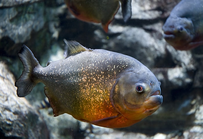 PIRAÑAS | Características, especies, habitat y alimentación