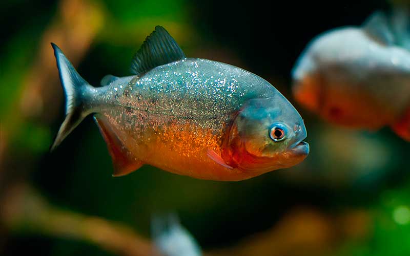 PIRAÑAS | Características, especies, habitat y alimentación