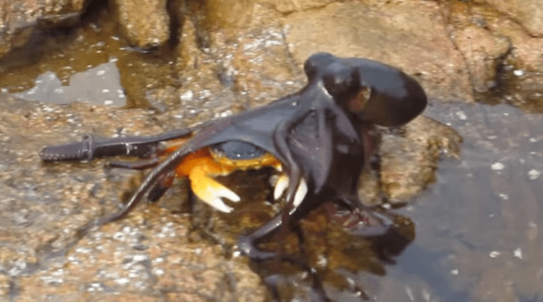 PULPO | Características, especies, habitat y alimentación