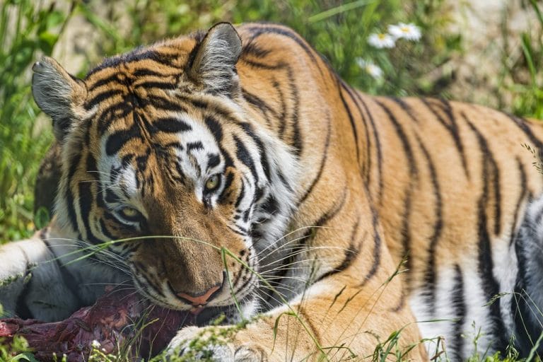 TIGRE | Características, especies, hábitat y alimentación