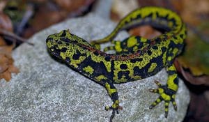 TRITÓN (animal) | Caracteristicas, especies, hábitat y alimentación!