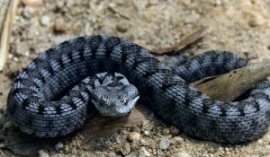 VÍBORA | Caracteristicas, especies, hábitat y alimentación!