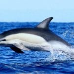 DELFIN | Características, alimentación, hábitat y esperanza de vida