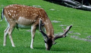 CIERVO | Características, especies, hábitat y alimentación