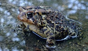 SAPO (animal) | Características, especies, hábitat y curiosidades