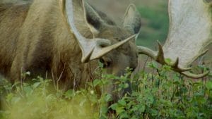 ALCE (animal) | Características, tamaño, hábitat y comportamiento