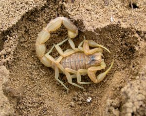 ALACRÁN | Características, especies, reproducción y peligros!