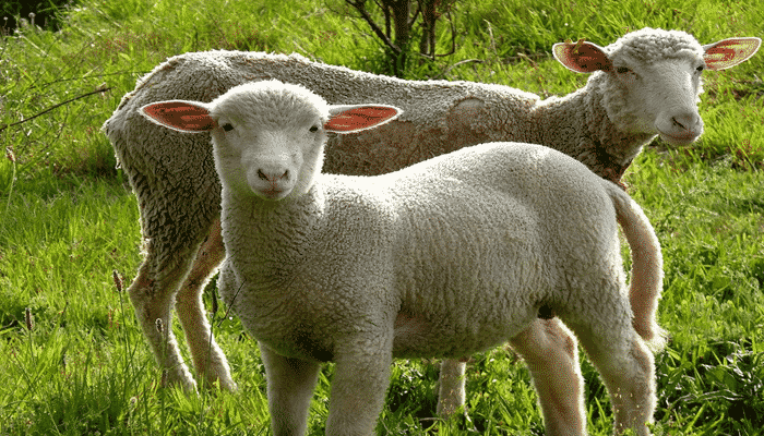 OVEJA | Características, alimentación, esperanza de vida y hábitat