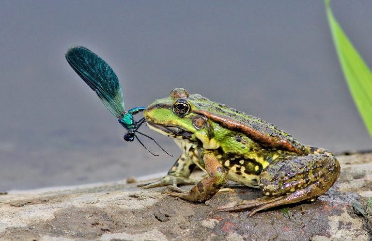 ANIMALES ANFIBIOS | Características, tipos, hábitat y +50 ejemplos
