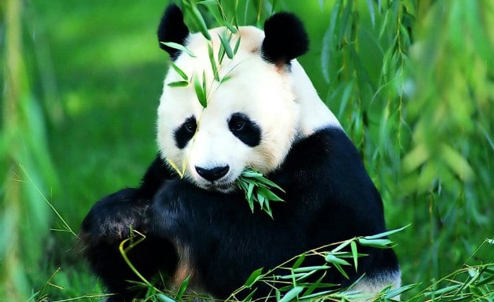 Animales Herbívoros Características Alimentación Y 50 Ejemplos