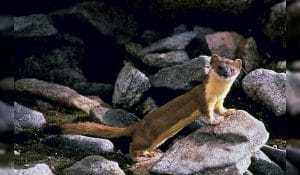 COMADREJA [animal] | Características, hábitat, especies y alimentación