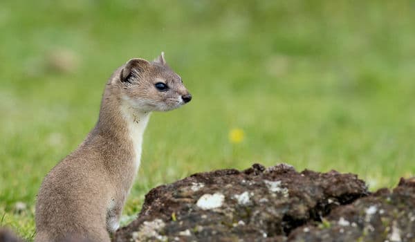 COMADREJA [animal] | Características, hábitat, especies y alimentación