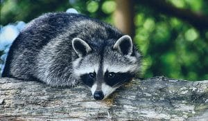 MAPACHE | Características, hábitat, alimentación y comportamiento