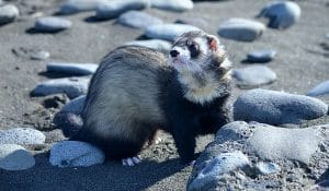 HURÓN (animal) | Características, tamaño, especies y hábitat