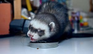 HURÓN (animal) | Características, tamaño, especies y hábitat