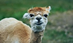 LLAMA (animal) | Características, tamaño, hábitat y comportamiento