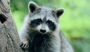 MAPACHE | Características, hábitat, alimentación y comportamiento