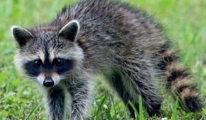 MAPACHE | Características, hábitat, alimentación y comportamiento