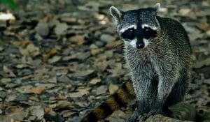 MAPACHE | Características, hábitat, alimentación y comportamiento