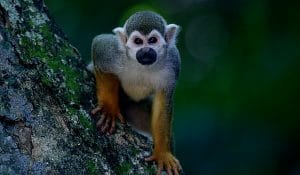 MONO (animal) | Características, hábitat, especies y alimentación