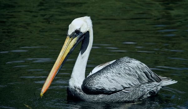 PELÍCANO (ave) | Características, hábitat, especies y alimentación