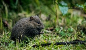 RATA (roedor) | Características, hábitat, alimentación y más