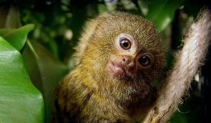MONO (animal) | Características, hábitat, especies y alimentación
