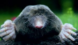 TOPO (mamífero) | Características, hábitat, tamaño y alimentación