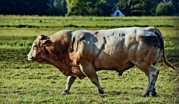 TORO (animal) | Características, alimentación, razas y comportamiento