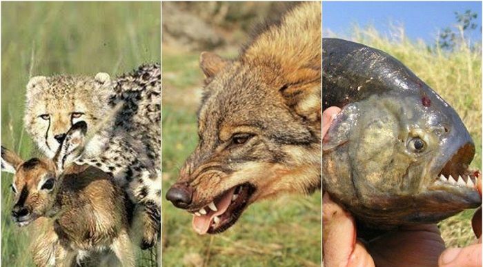 ANIMALES CARNÍVOROS | 50 ejemplos, características y tipos