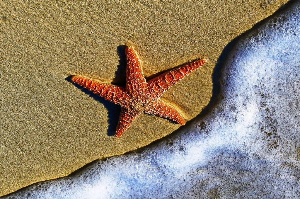 ANIMALES INVERTEBRADOS | Características, tipos y 50 ejemplos