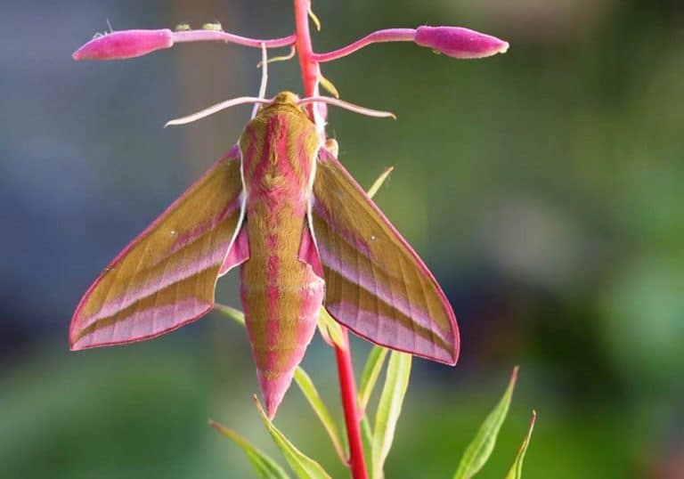 INSECTOS | Caracteristicas, clasificacion y ejemplos de especies