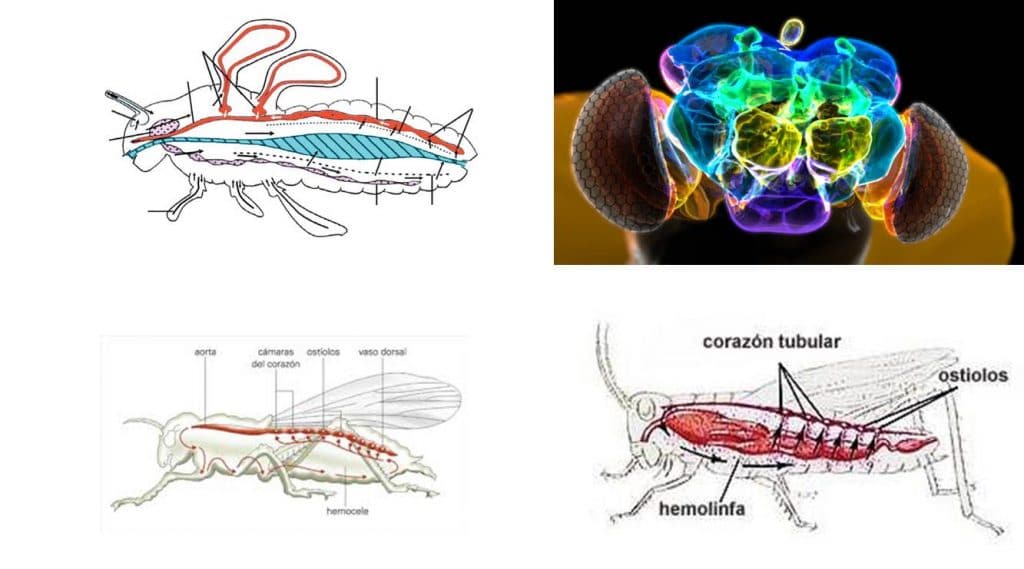ARTRÓPODOS | Características, clasificación y 50 ejemplos