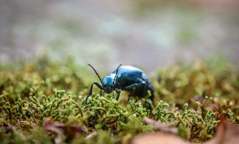 INSECTOS | Caracteristicas, clasificacion y ejemplos de especies