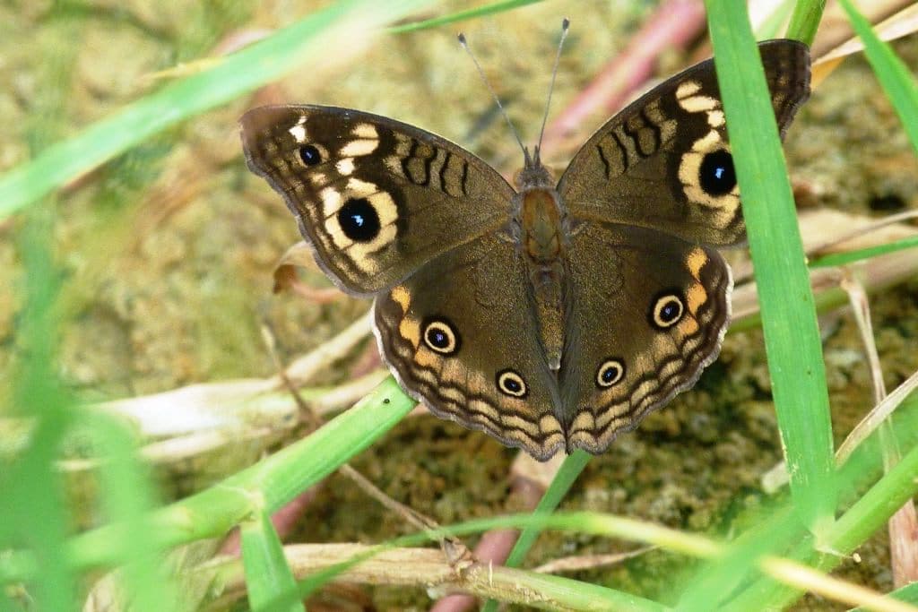 INSECTOS | Caracteristicas, clasificacion y ejemplos de especies